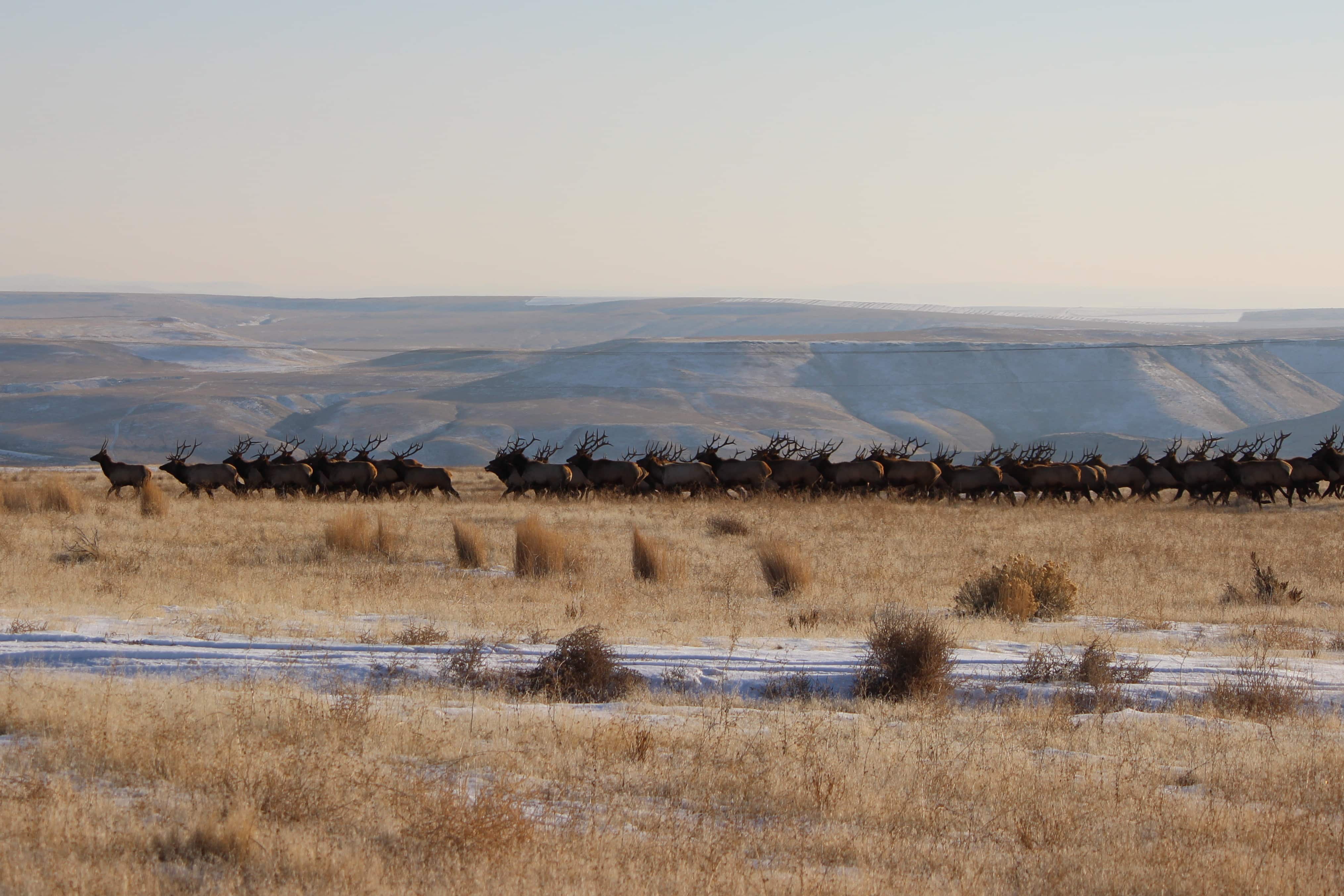 Bennett Mountain Ranch – Bottles Real Estate Auction